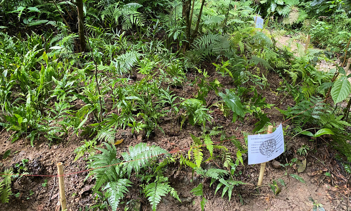 Public Info | 【Column】Forest trauma in Fuyang Eco Park